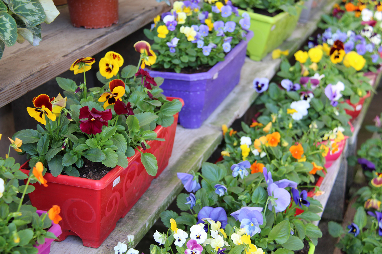 Accueil | Art Fleurs et Jardins | Saint Magne de Castillon