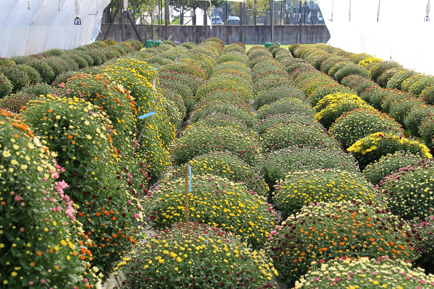 Accueil | Art Fleurs et Jardins | Saint Magne de Castillon