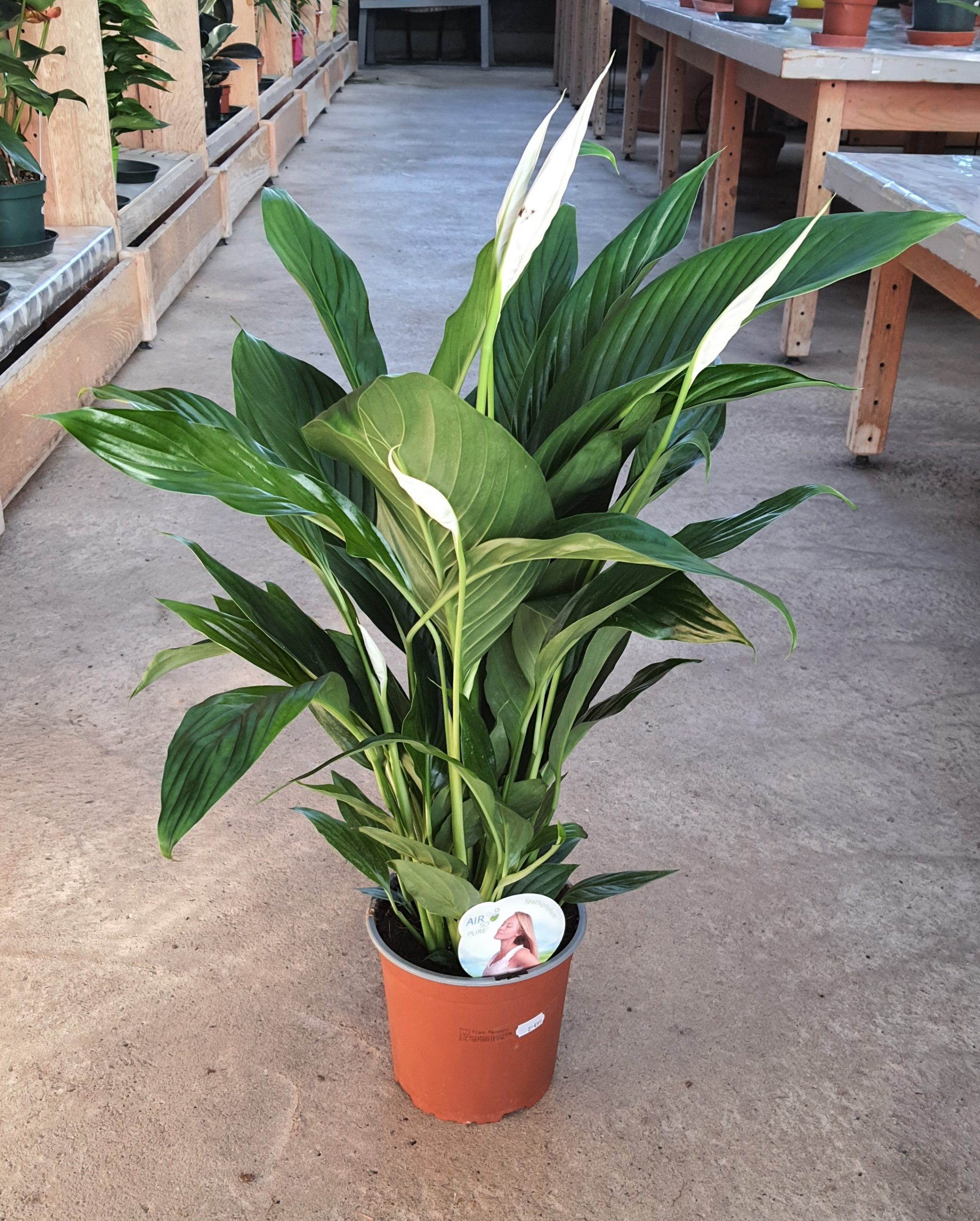 Spathiphyllum - Art Fleurs et Jardins