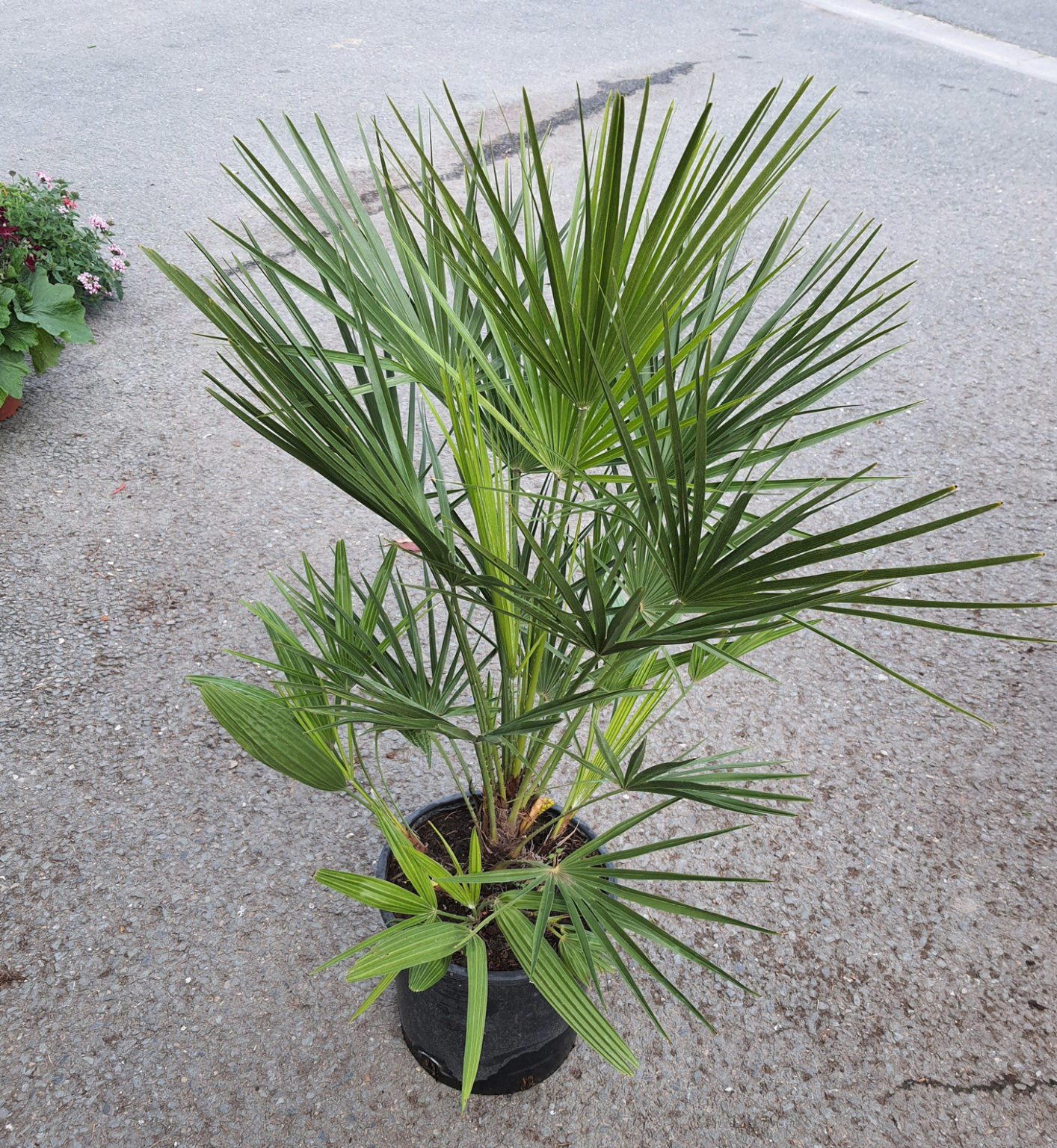 Chamaerops humilis Ø25 - Art Fleurs et Jardins