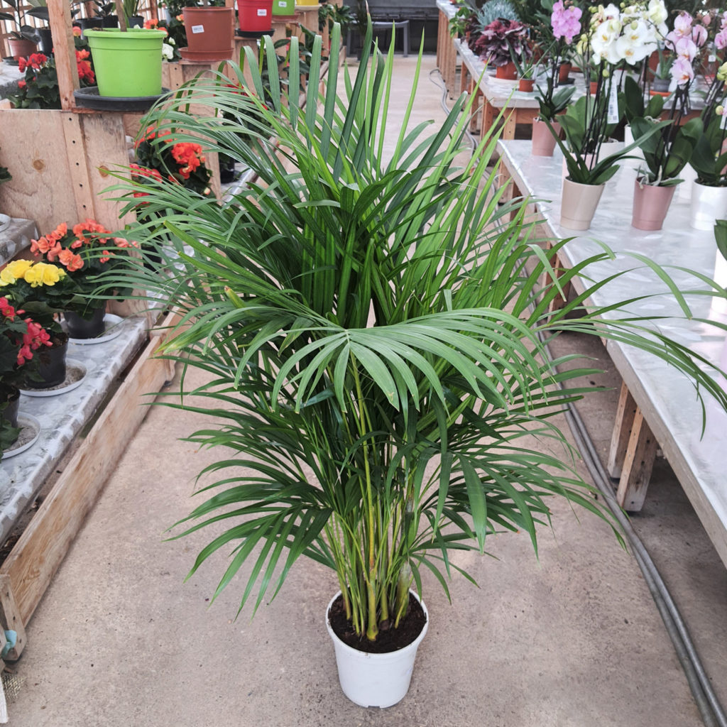 Areca - Art Fleurs et Jardins